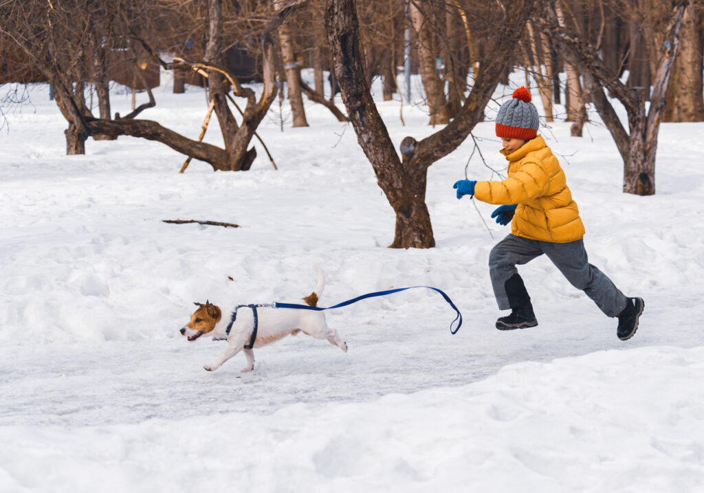 Renters Insurance Pitfalls for Dog Owners: What You Might Not Know ...